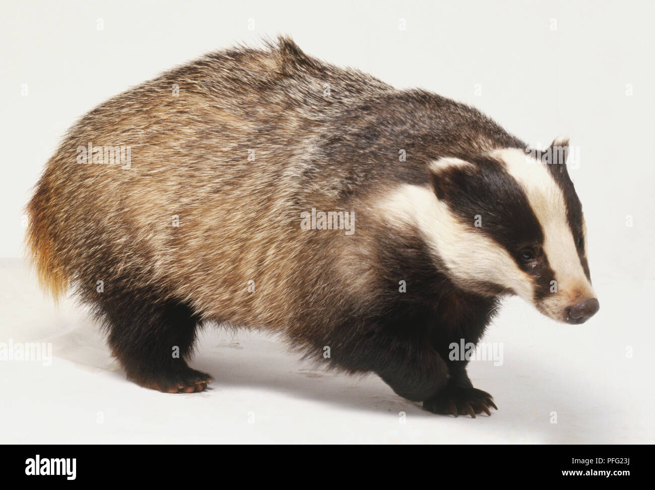 Eurasian Badger,Meles meles, old world badge,. large black and white ...