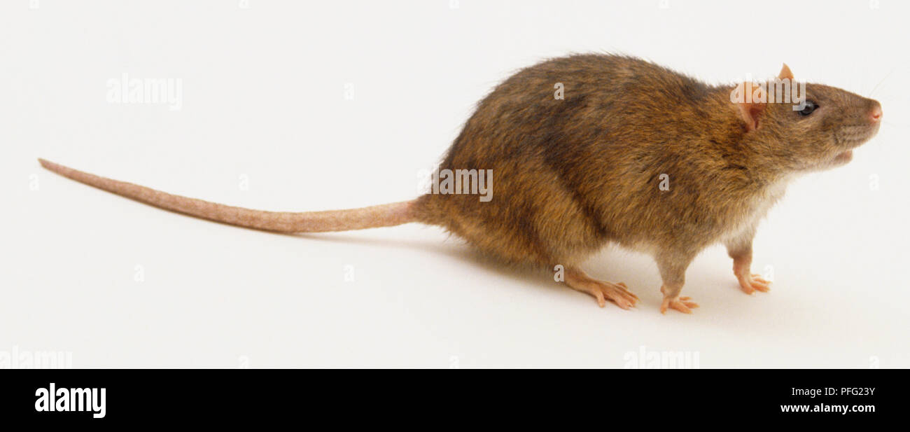 Tail is long and slender hi-res stock photography and images - Alamy