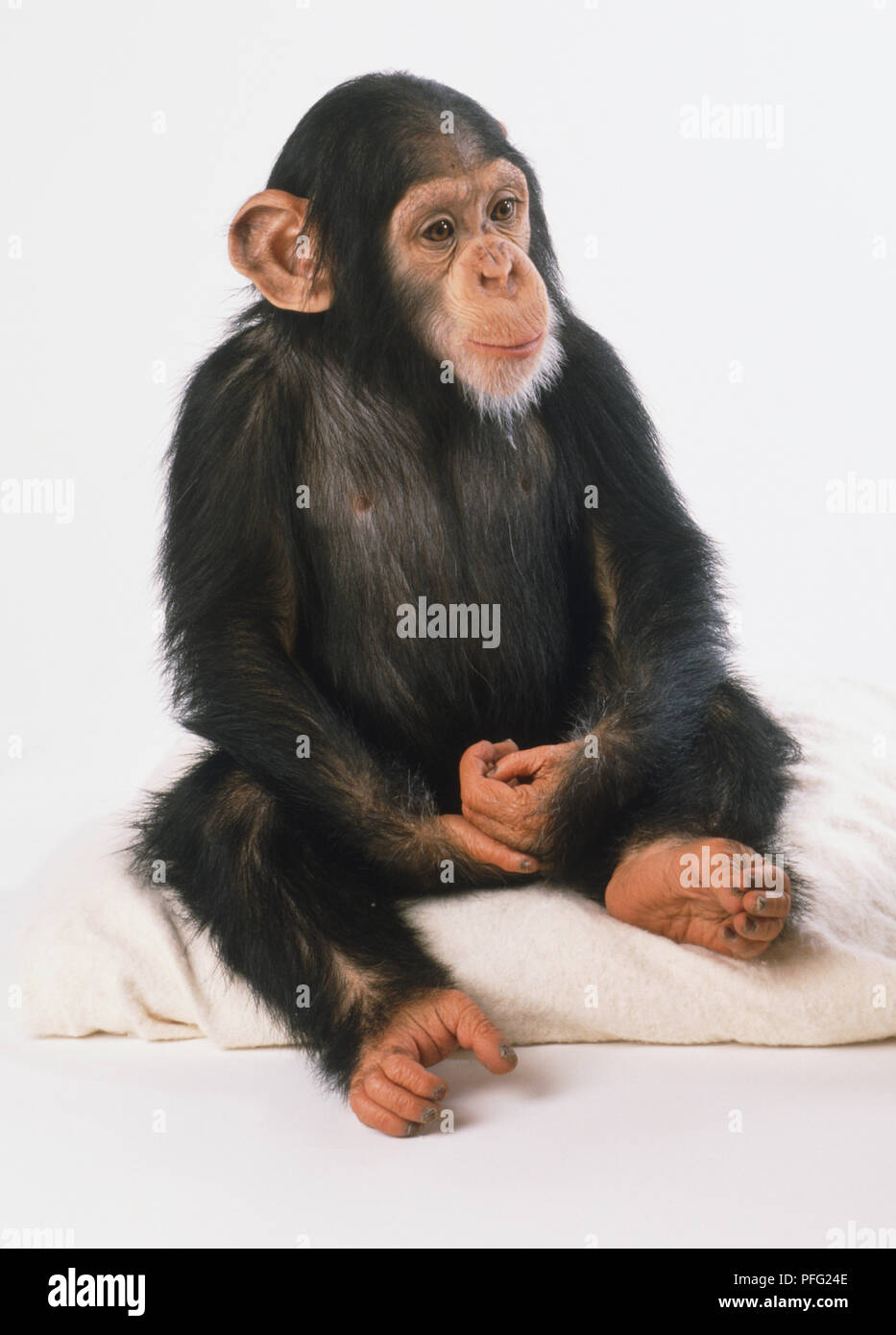 Chimpanzee sitting down Stock Photo - Alamy