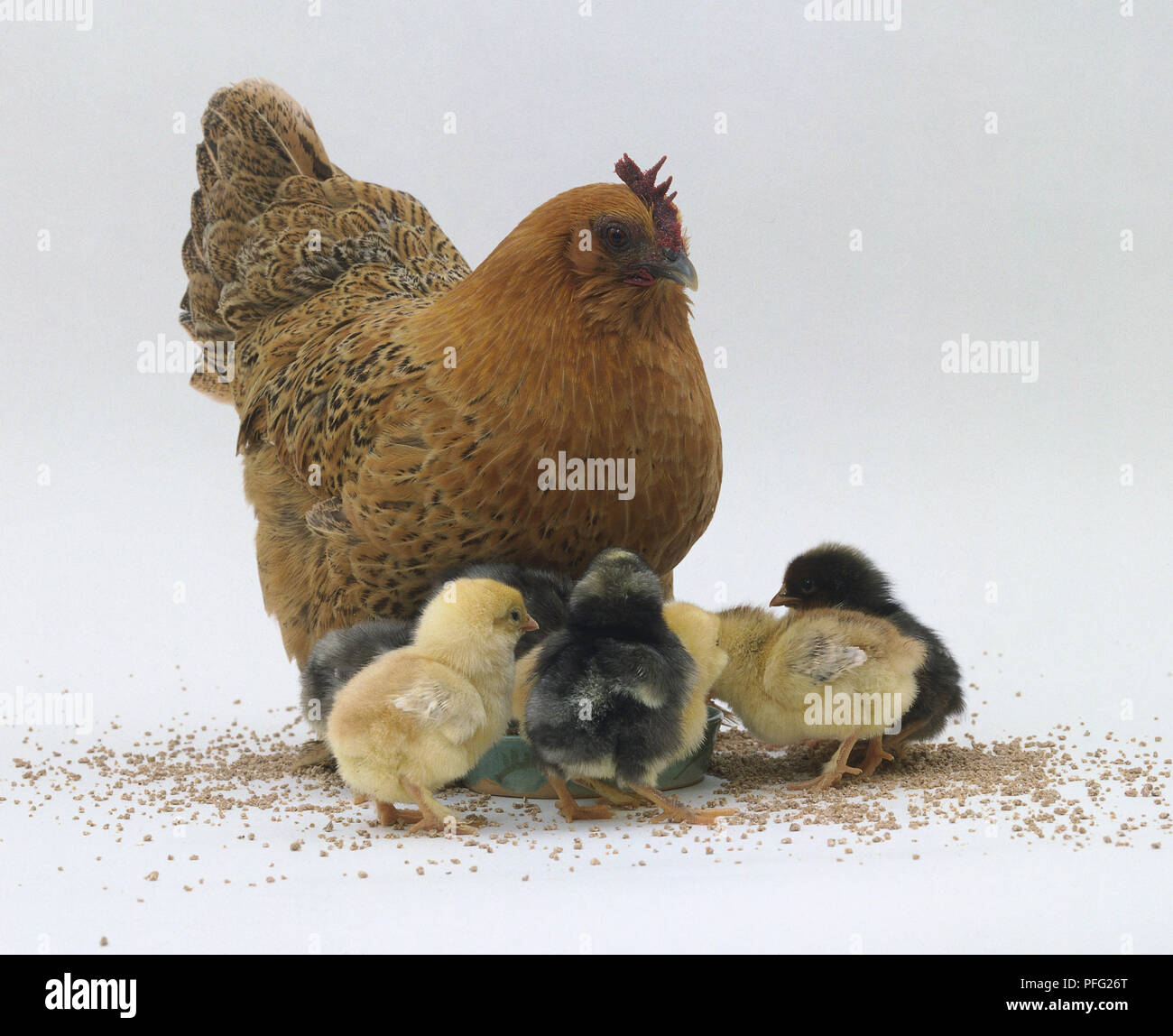 Mother hen and chicks hi-res stock photography and images - Alamy