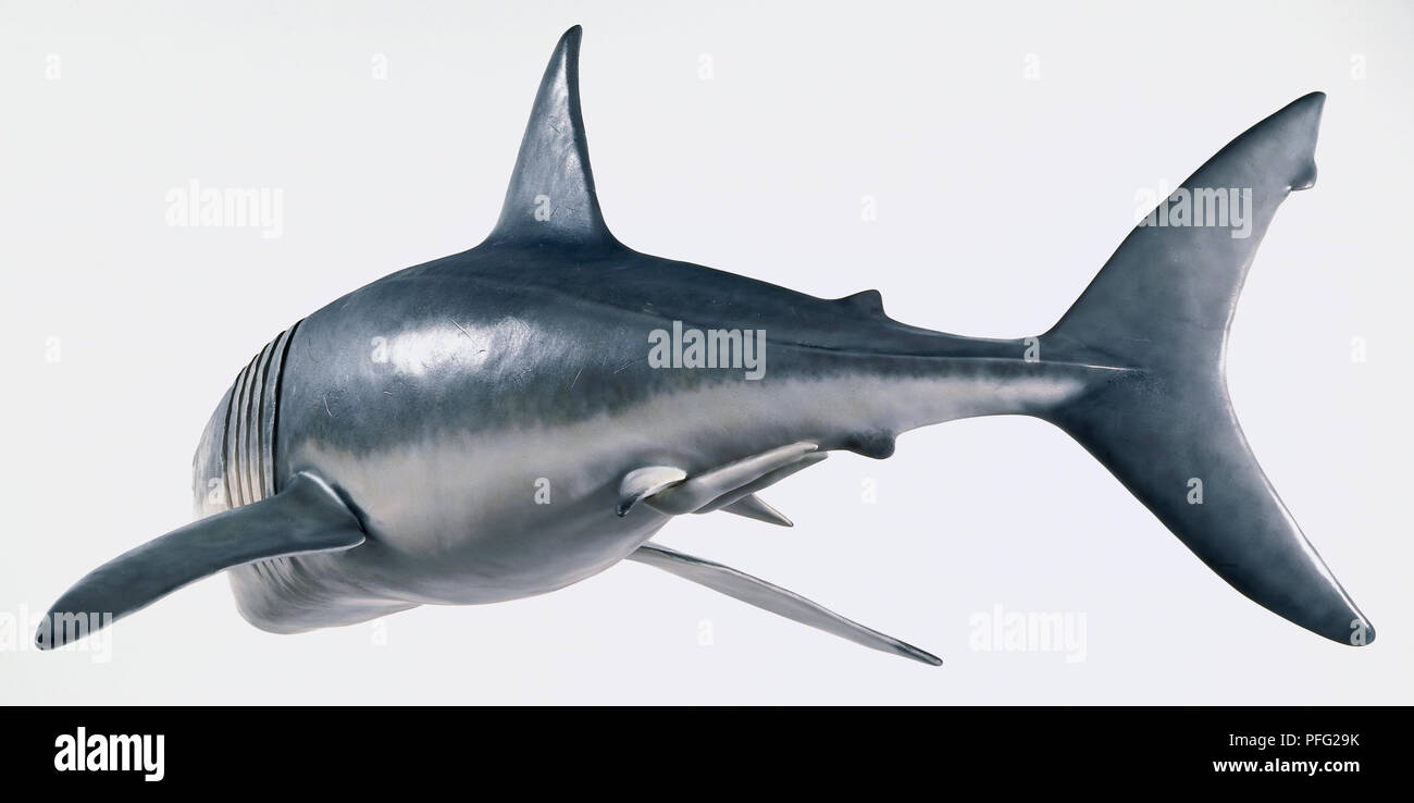 Great white shark side view hi-res stock photography and images - Alamy