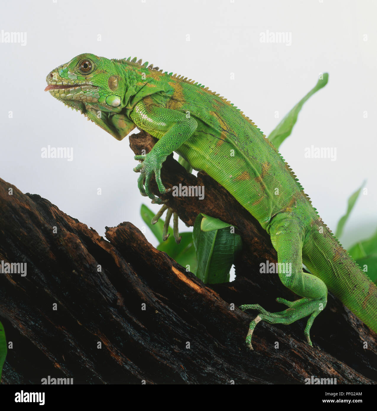Side view of Green Iguana, Iguana iguana, on tree trunk next to water ...
