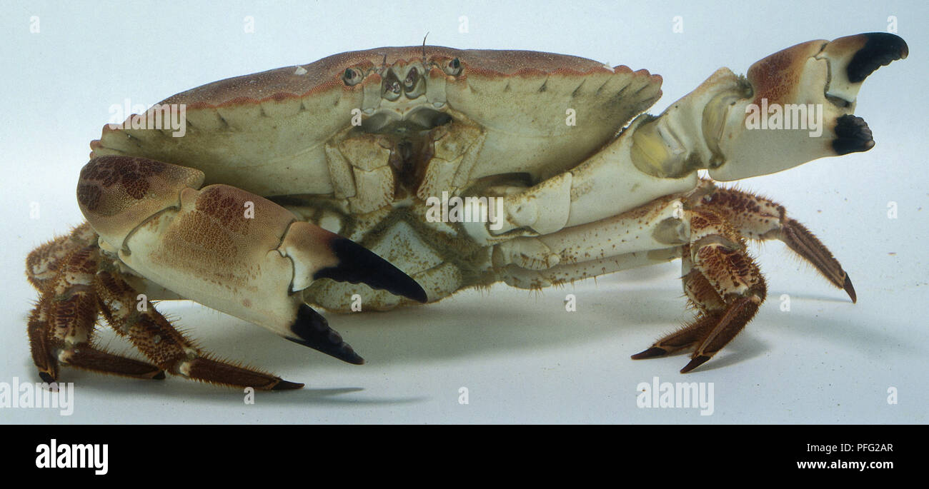 Front view of Edible Crab Stock Photo - Alamy