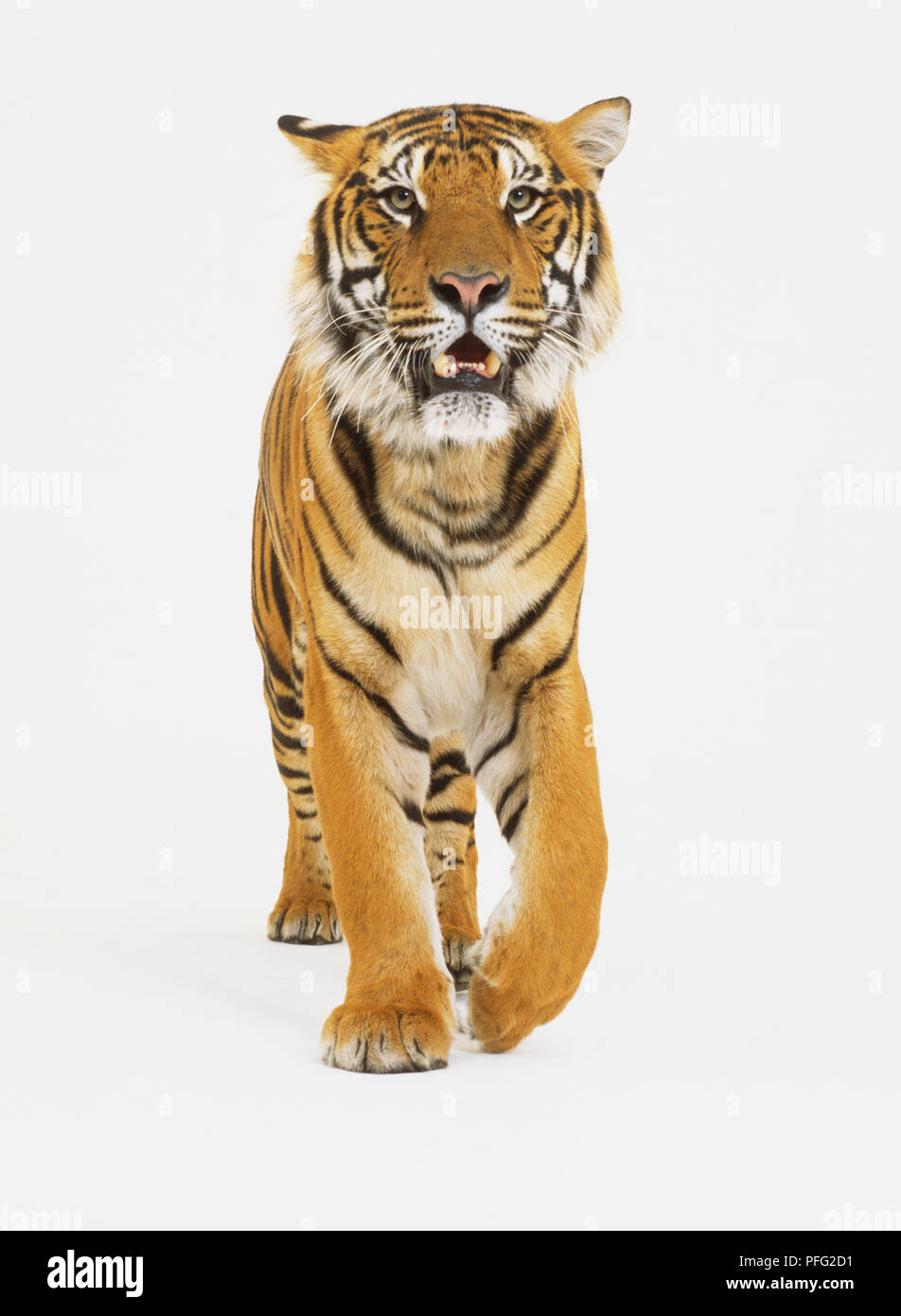 Tiger (Panthera tigris) walking forward Stock Photo - Alamy