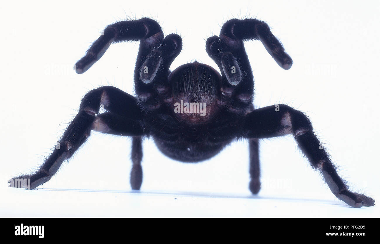 Front view of Tarantula Stock Photo - Alamy