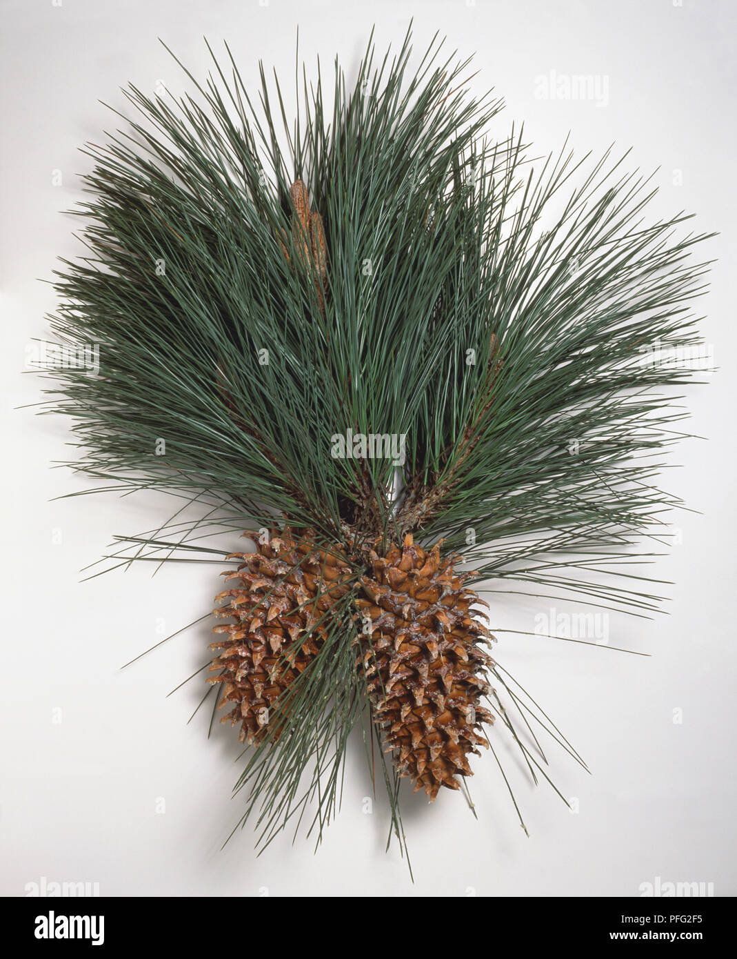 Pinaceae, Pinus coulteri, Big-Cone Pine, two cones, long, stiff grey ...
