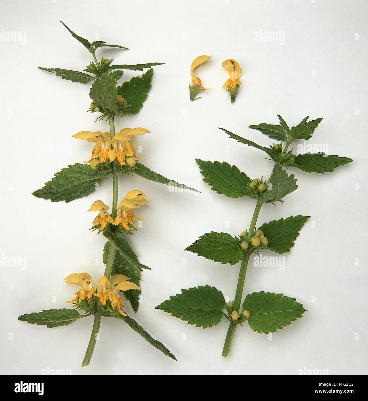 Mounted Perennial, stem with flowers in whorls and paired toothed ...