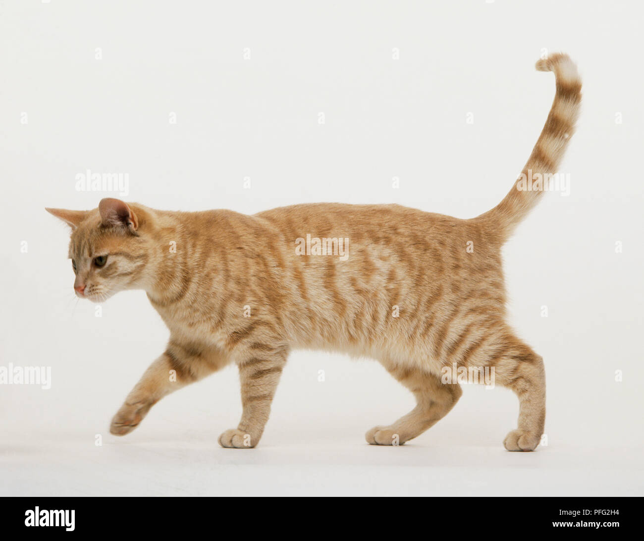 Cat Side View Walking