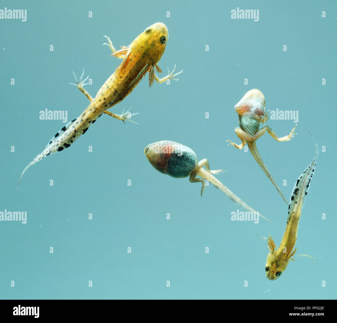 Developing tadpoles hi-res stock photography and images - Alamy