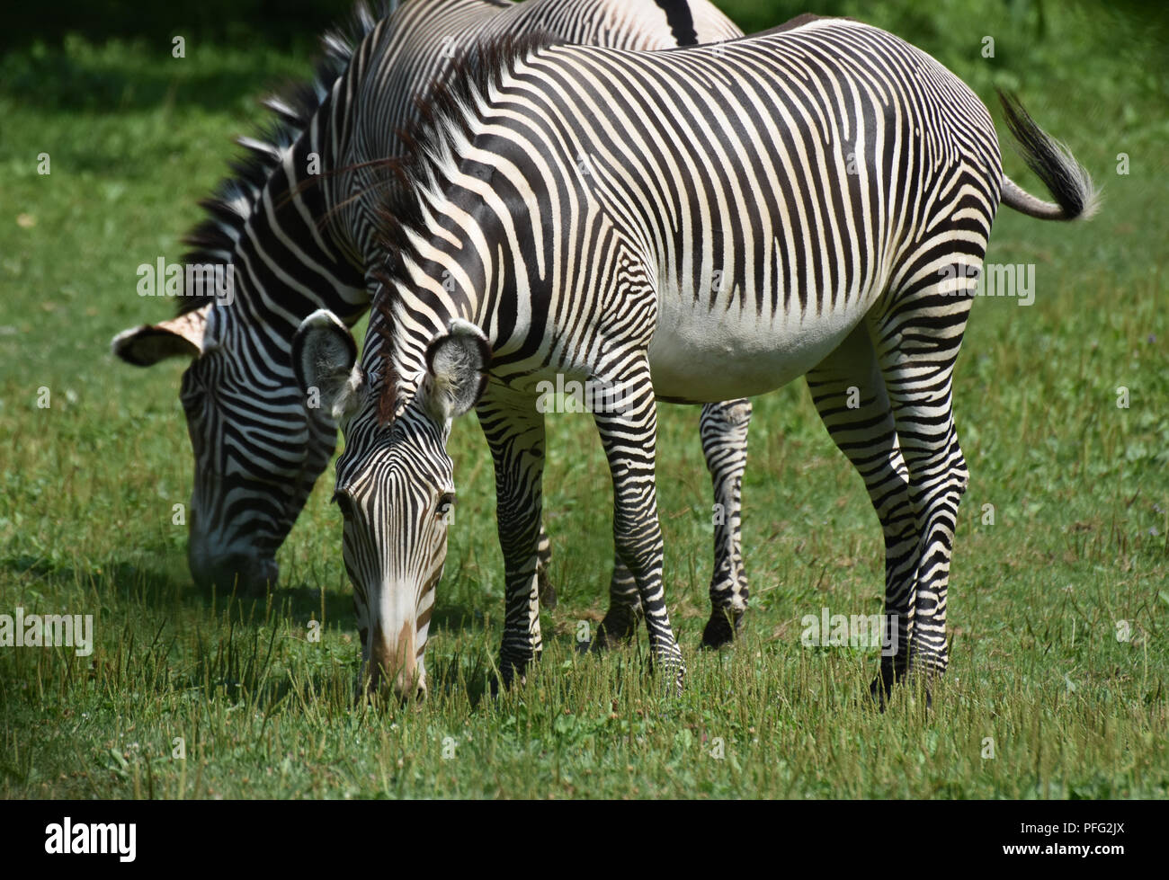 Gorgeous black and white striped zebras in a field Stock Photo - Alamy