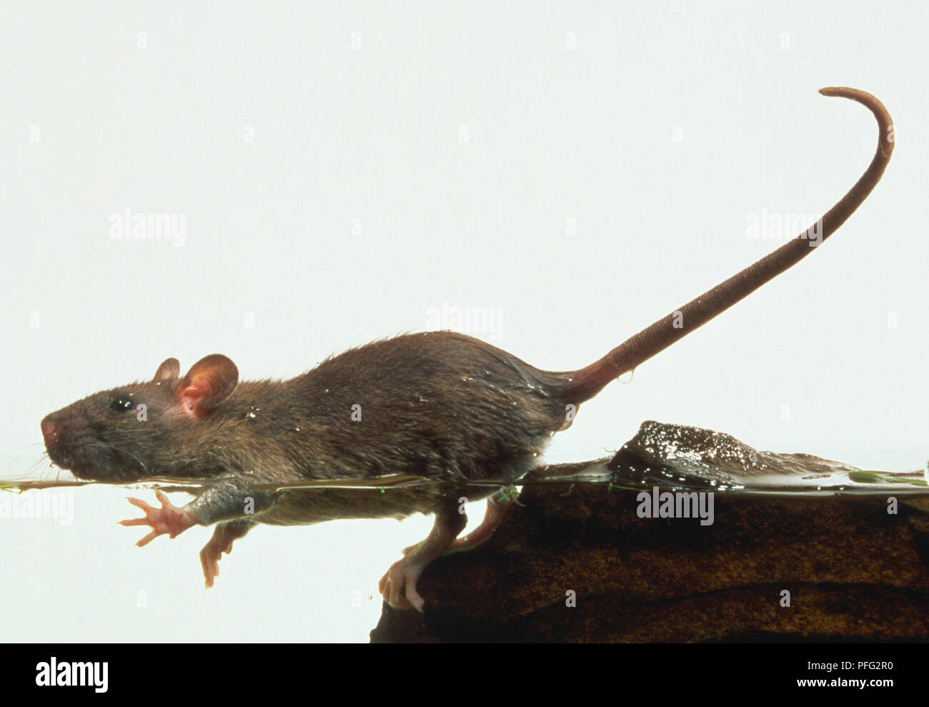 Brown River Rat, paddling with front paws, holding tail high above ...