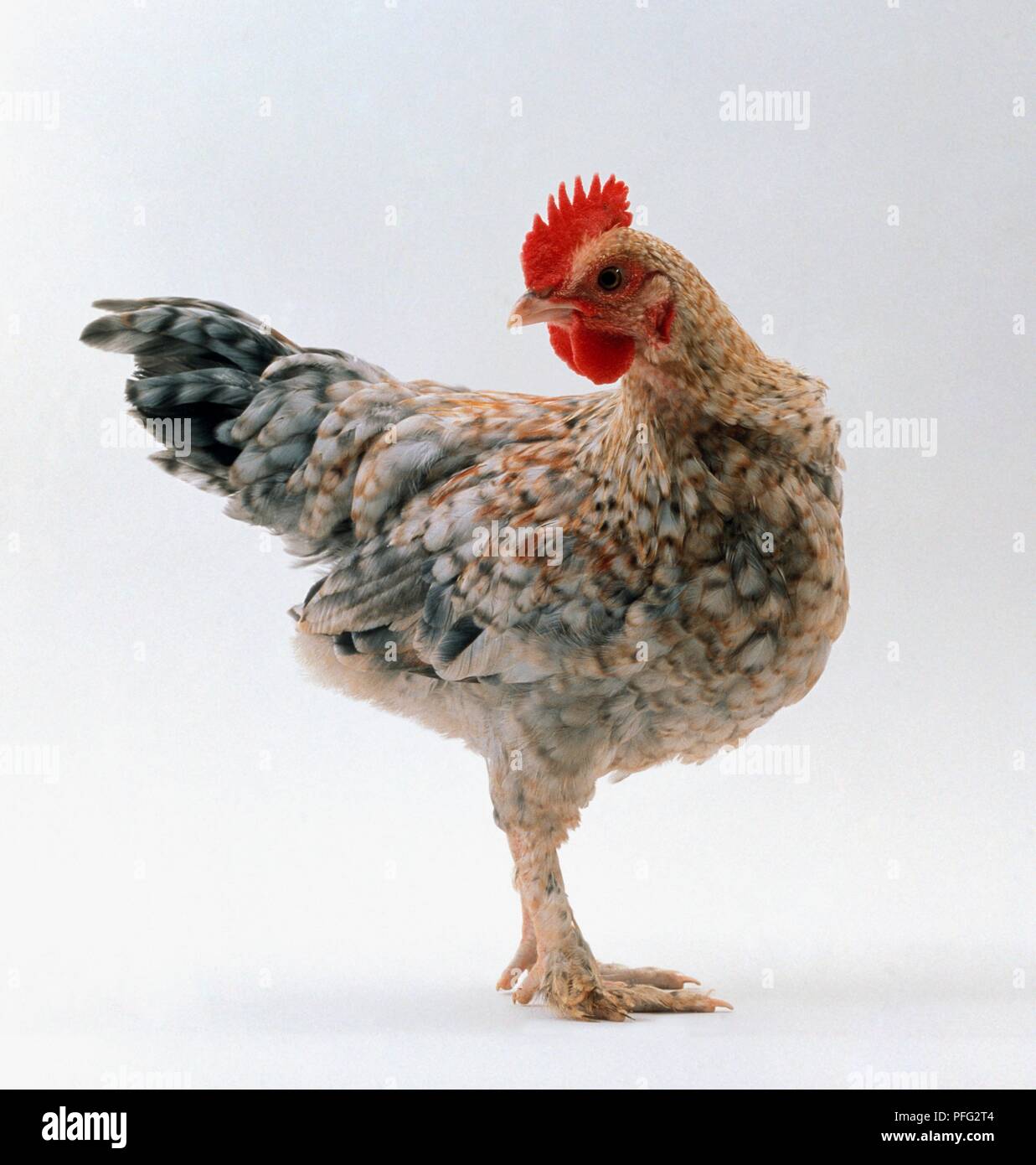 12-week-old rooster, standing, looking back Stock Photo - Alamy