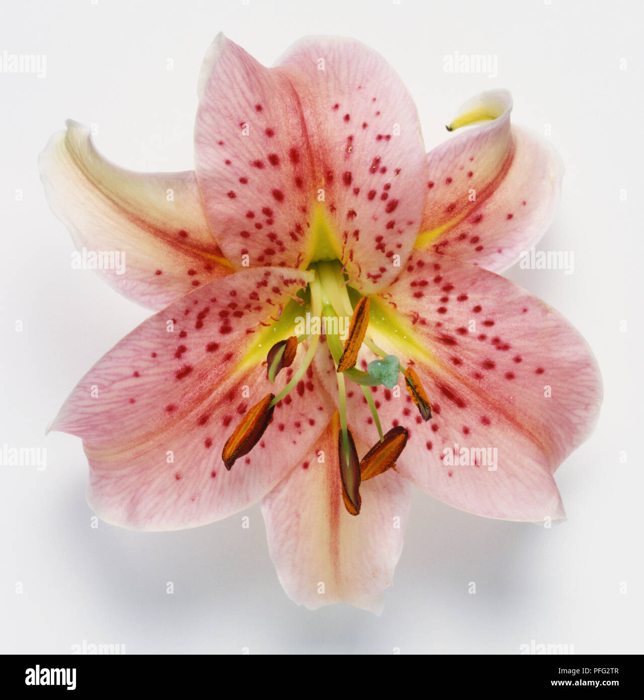 Lilium plants hi-res stock photography and images - Alamy