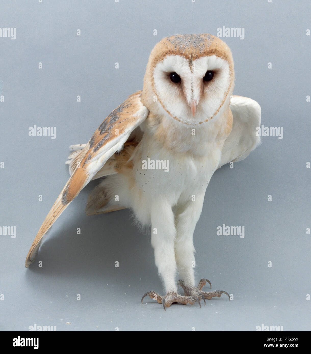 Standing Barn Owl (Tyto alba), front view Stock Photo - Alamy