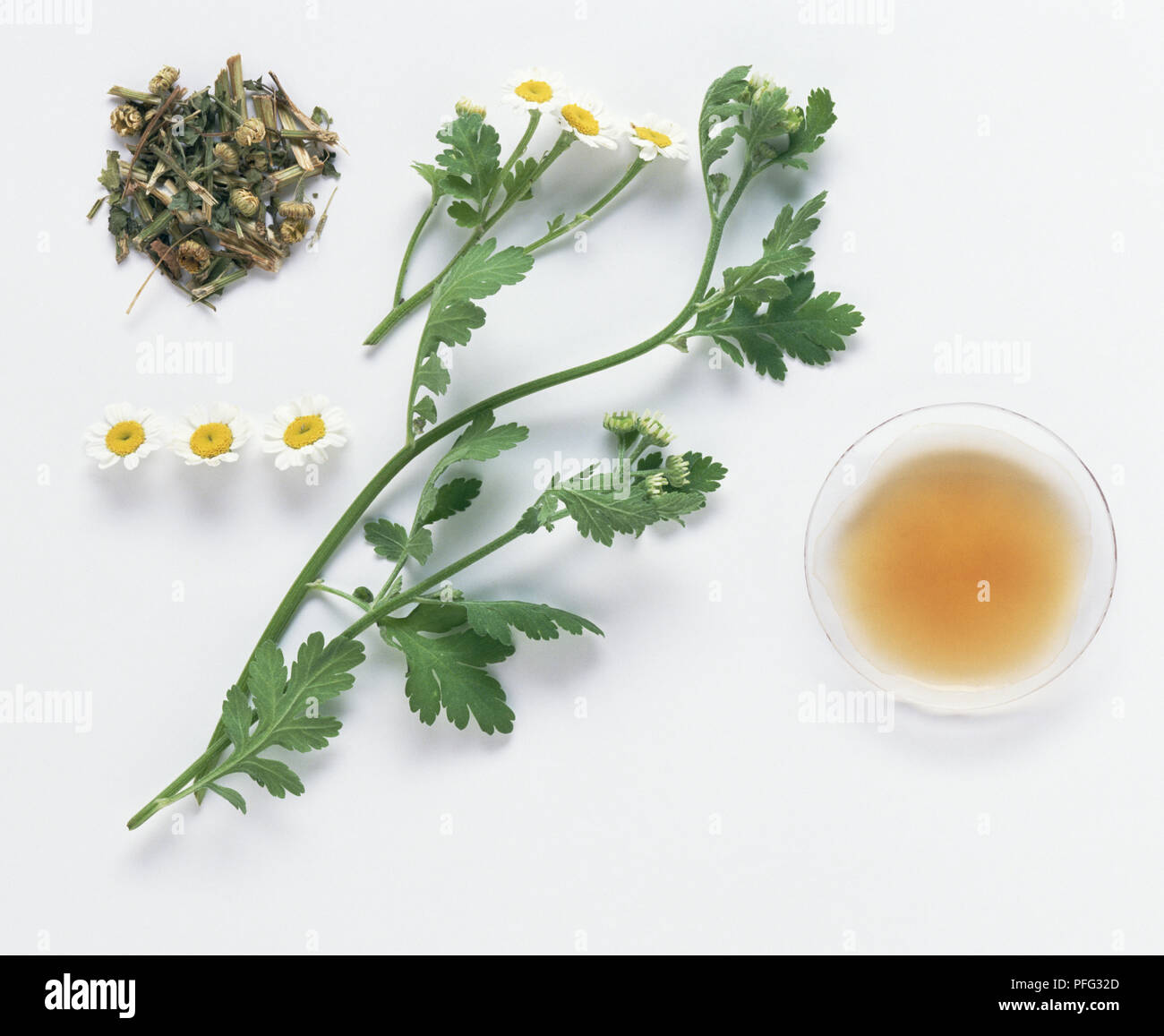 Tanacetum officinale hi-res stock photography and images - Alamy