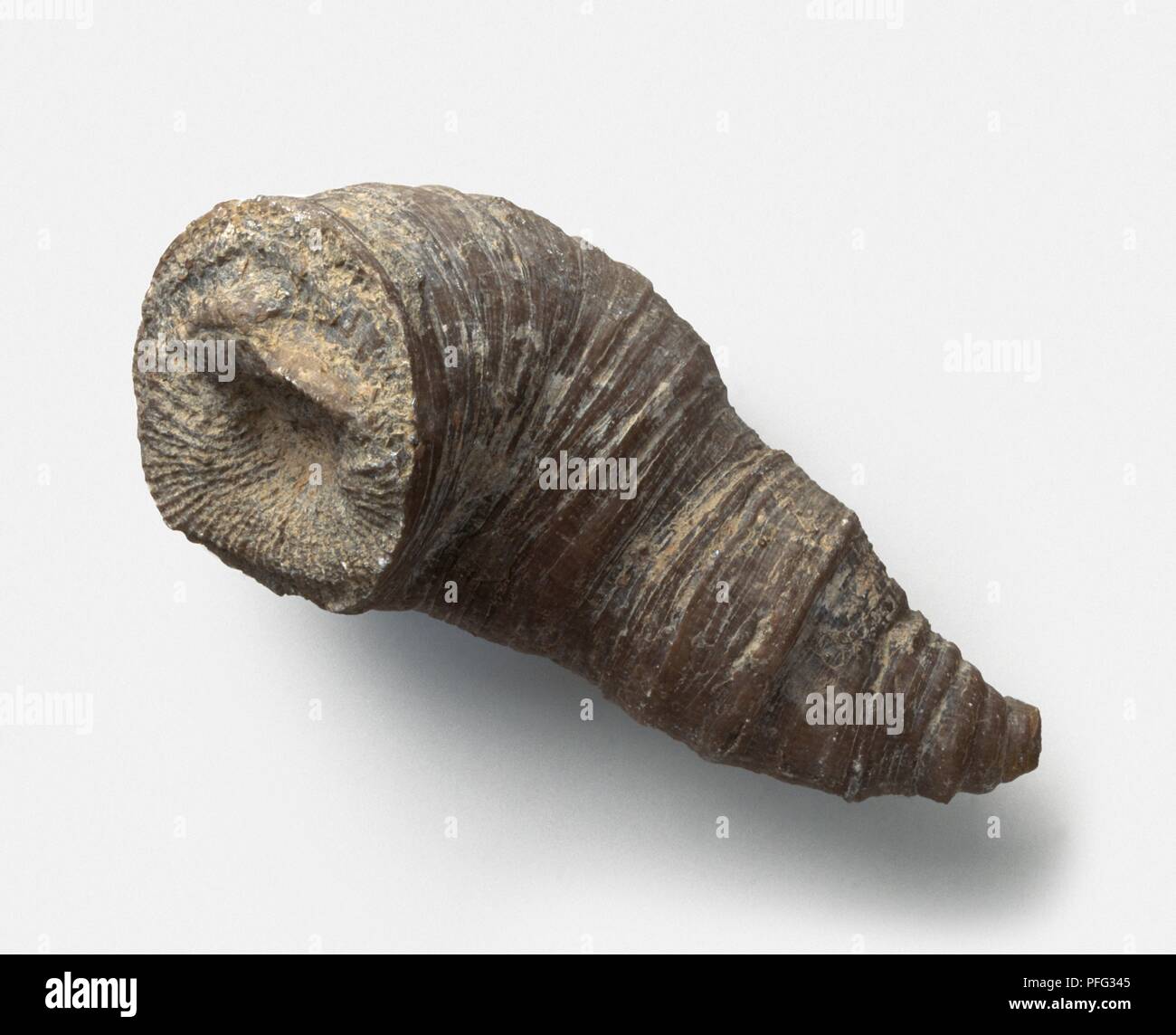 Heliophyllum (Rugose coral), fossil, Devonian era Stock Photo - Alamy