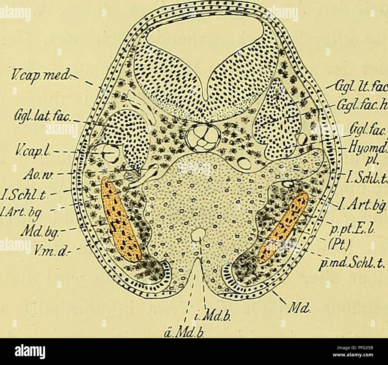 This scientific paper details anatomical and biological observations ...