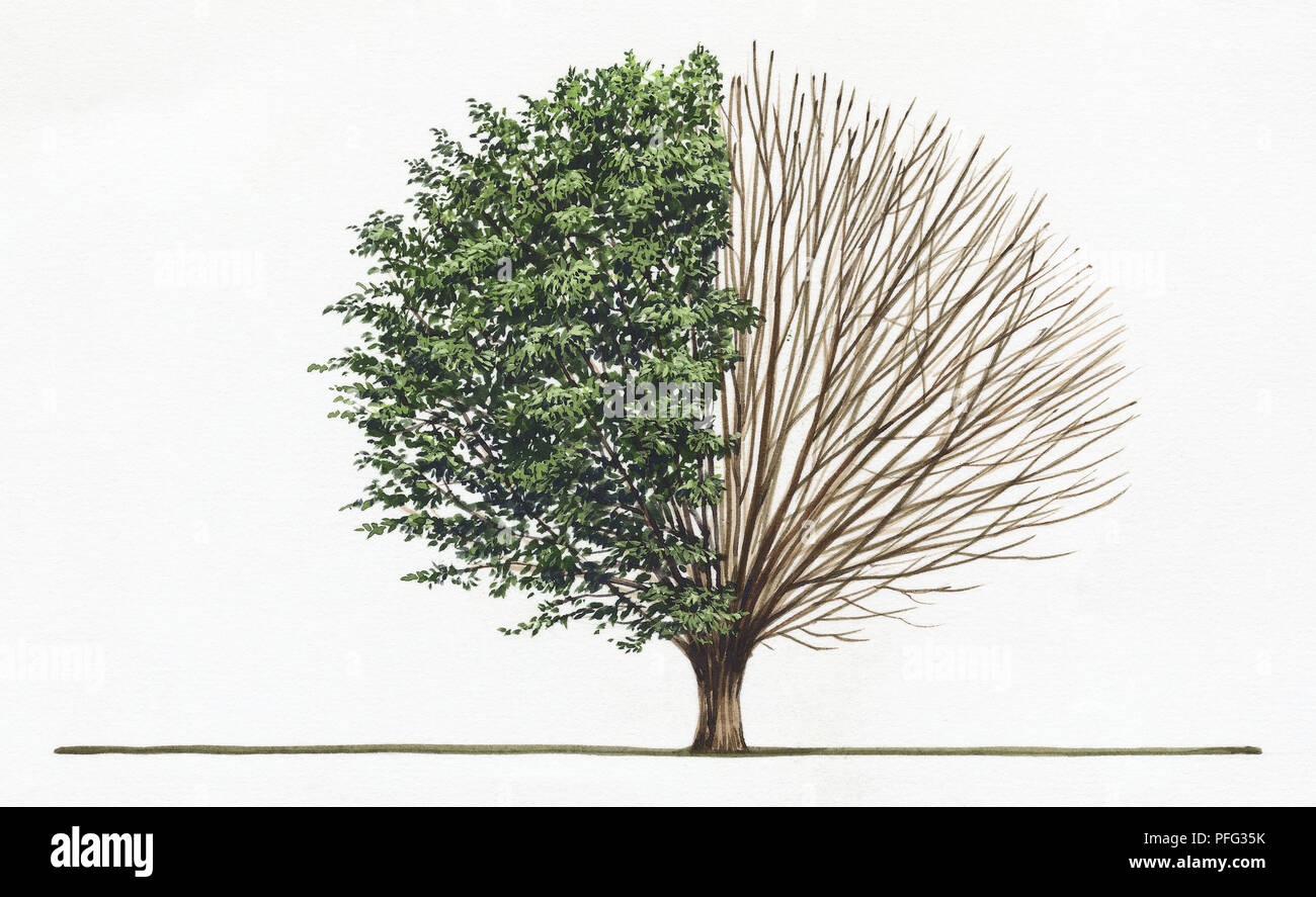 Illustration of Zelkova serrata (Japanese Zelkova or Keyaki), one half ...