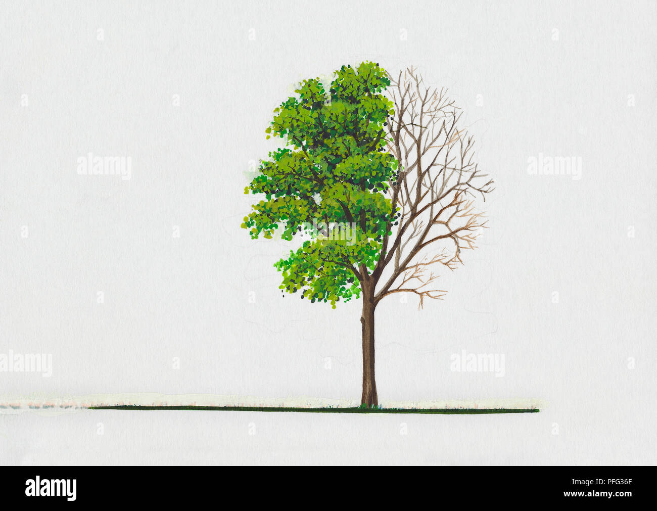 Illustration of Cercis racemosa (Chain-flowered Redbud), one half ...