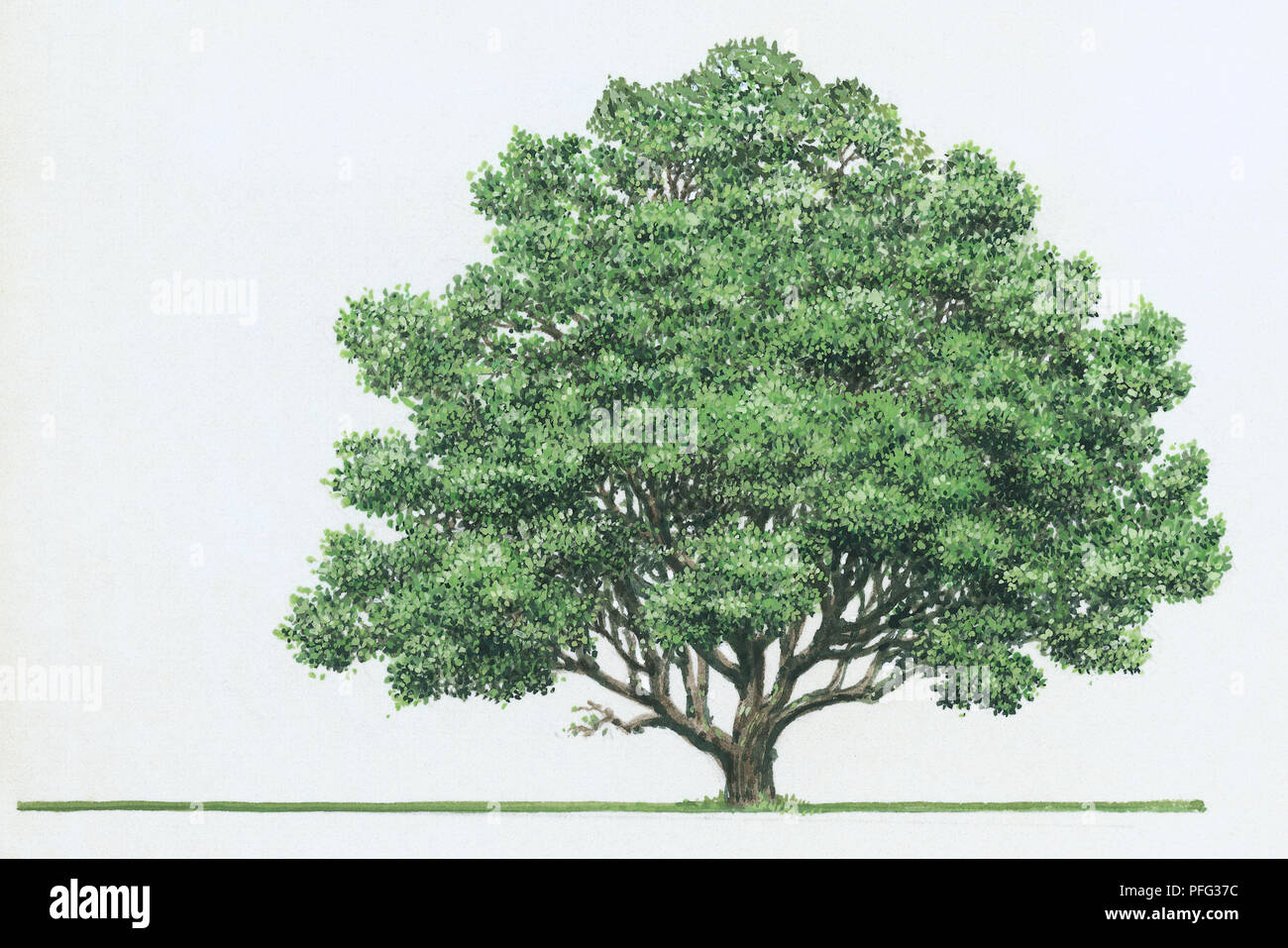 Arbutus unedo illustration hi-res stock photography and images - Alamy