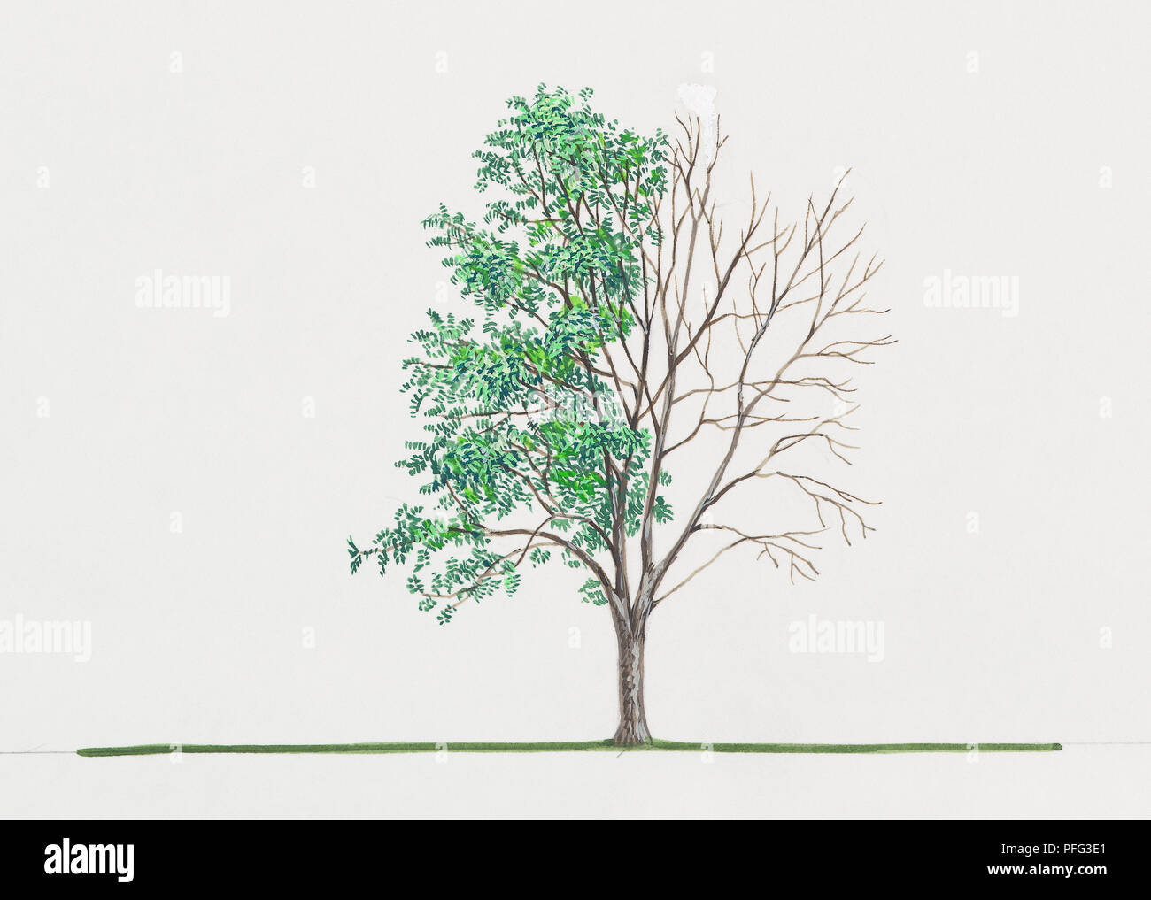 Illustration of Sorbus hupehensis (Hubei Rowan, Hupeh Rowan), one half ...