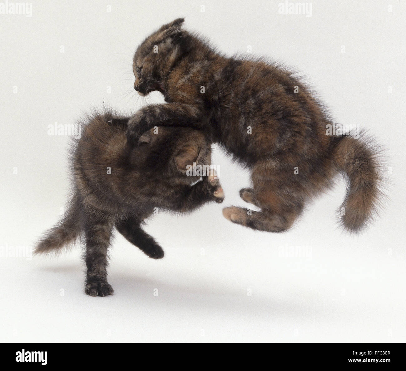 Two kittens fighting Stock Photo - Alamy