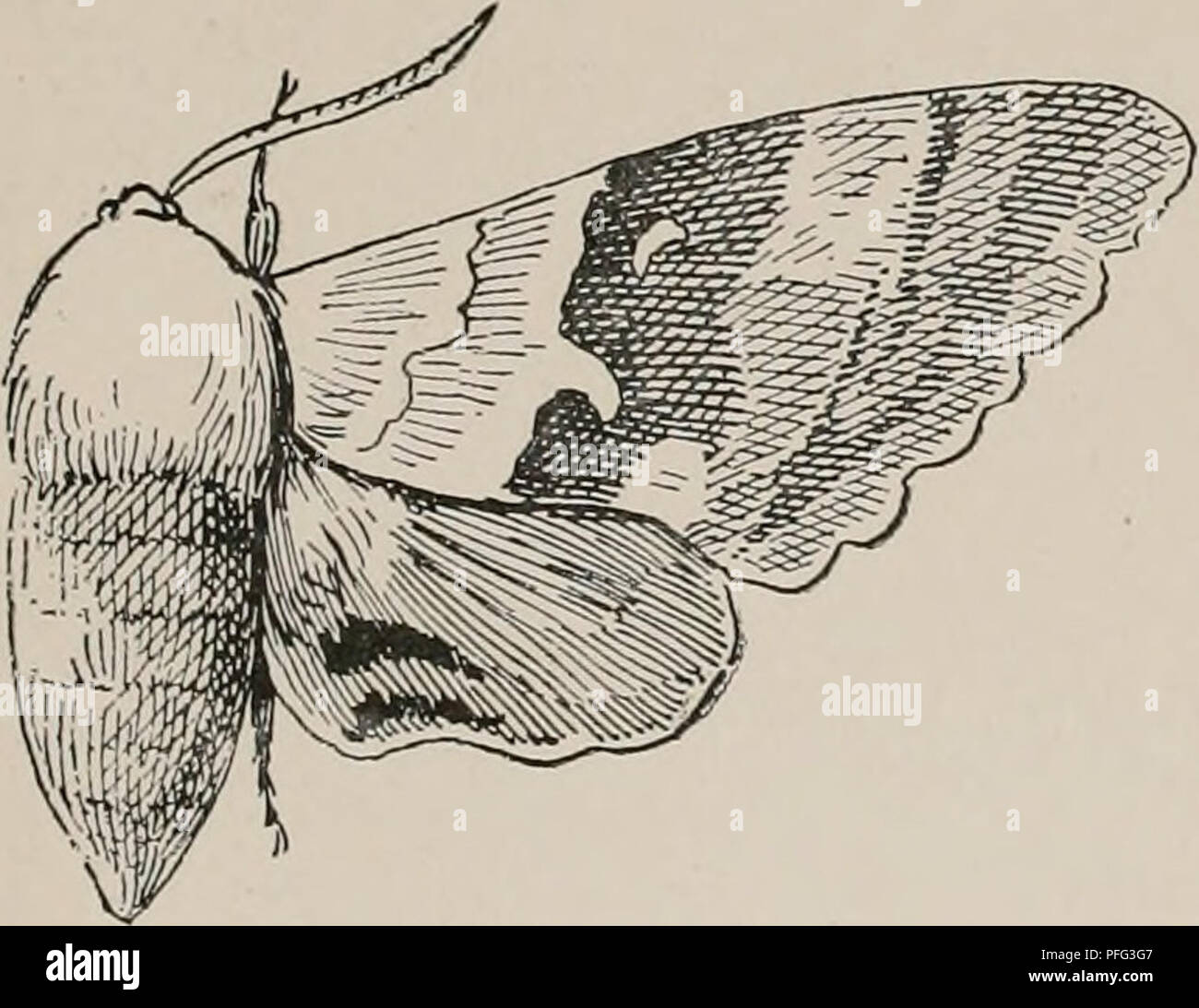 This guide offers a detailed look at day butterflies and moths in New ...