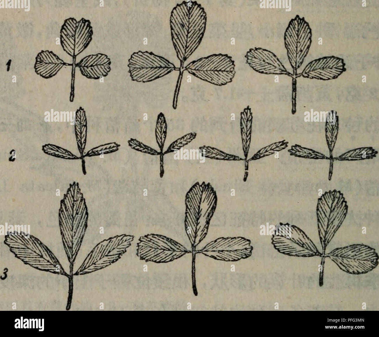 This image is a botanical illustration from a scanned source, detailing ...