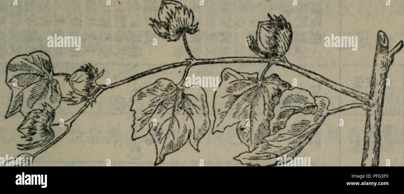 This Chinese text provides a detailed guide on botany, focusing on ...