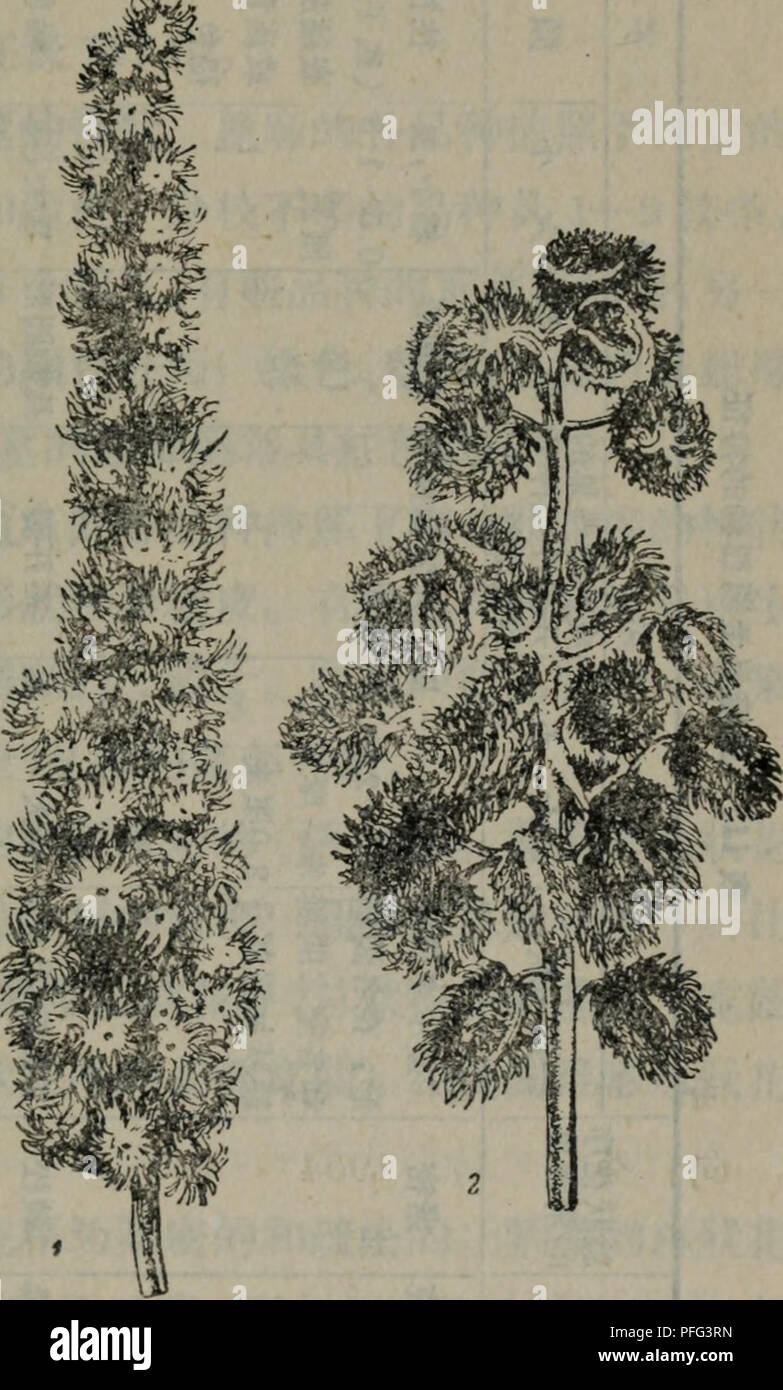 This text is a botany guide, focusing on plant biology and includes ...