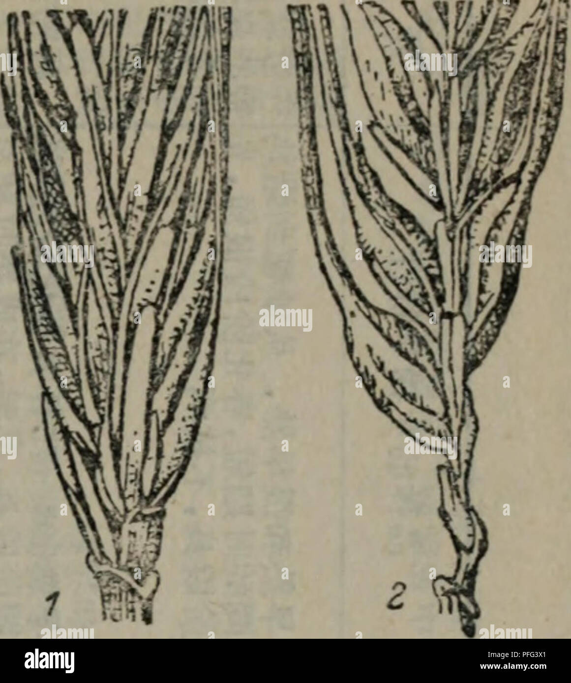 This Chinese text provides guidance on the study of plant physiology and botany, focusing on ...