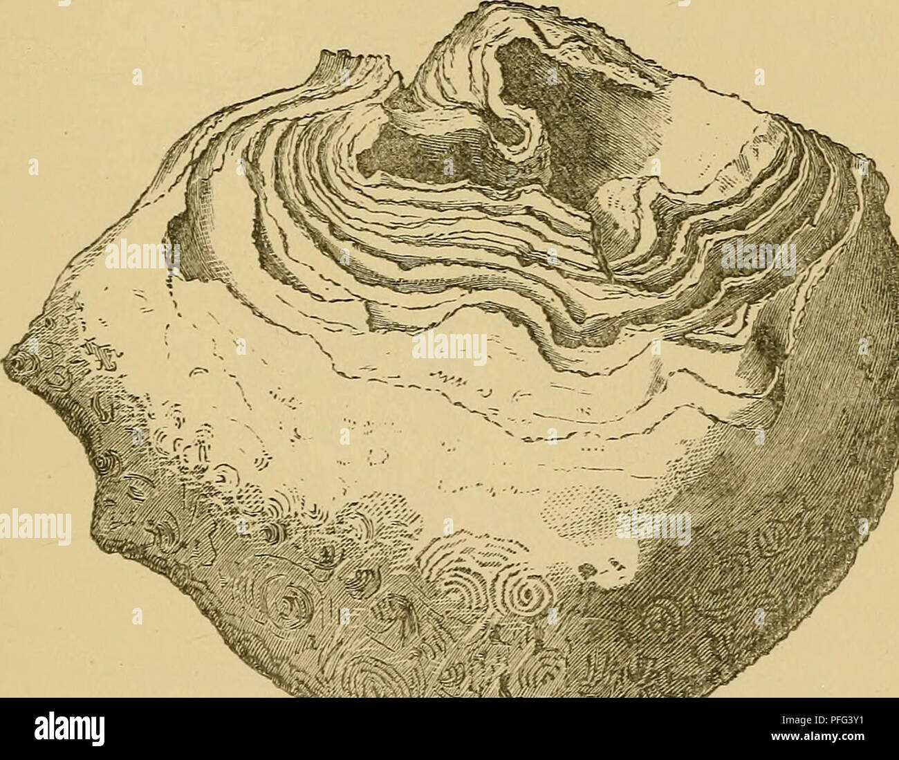 Pseudopods hi-res stock photography and images - Alamy