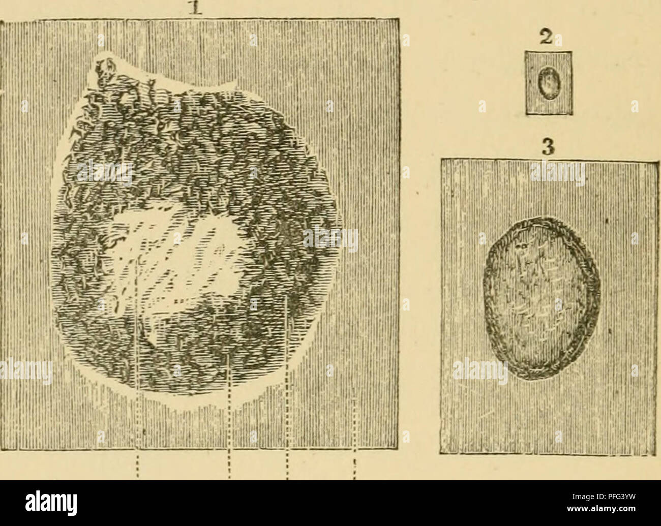 Burrow Fossils High Resolution Stock Photography and Images - Alamy