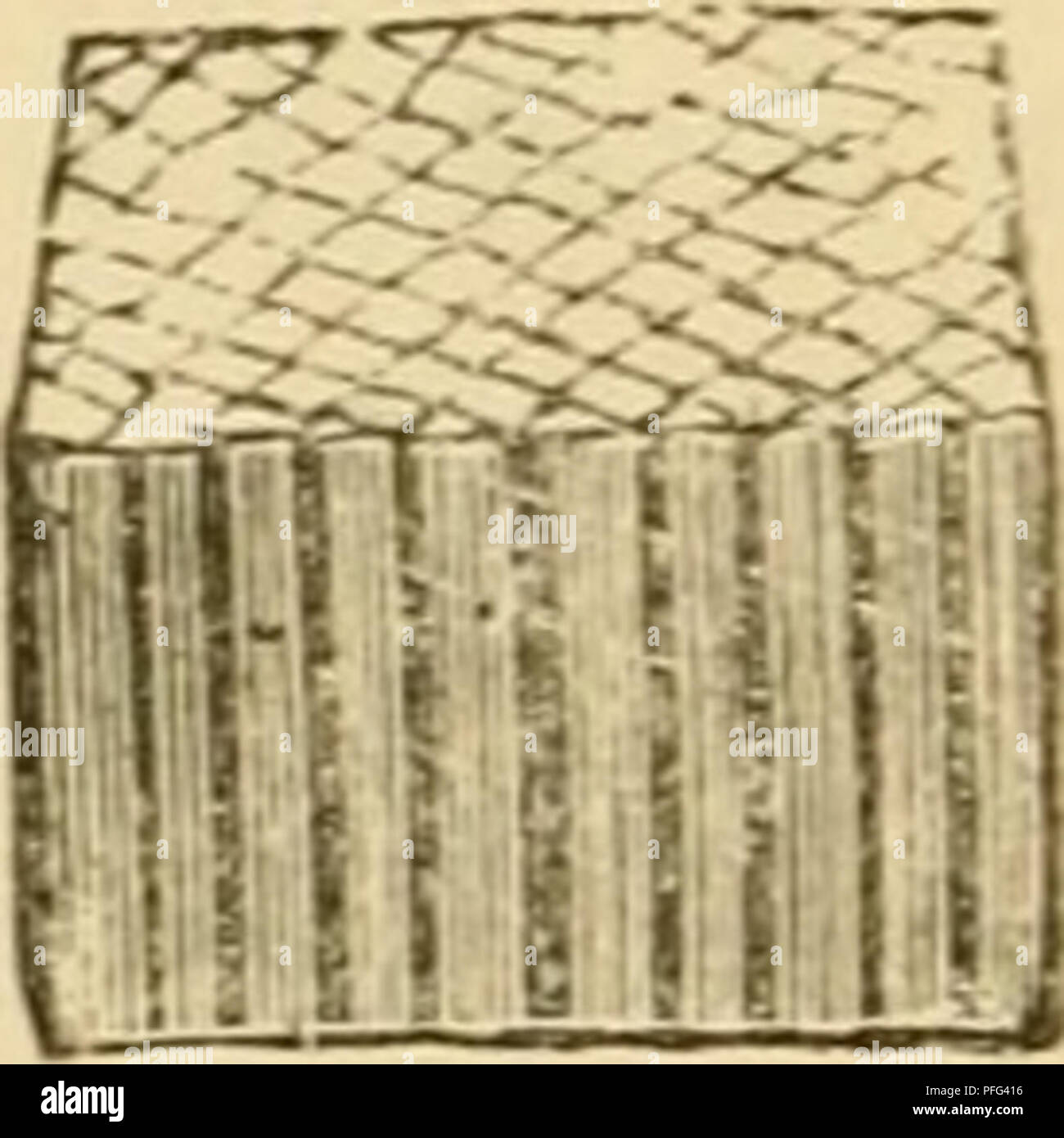 . Dawn of life: being the history of the oldest known fossil remains ...