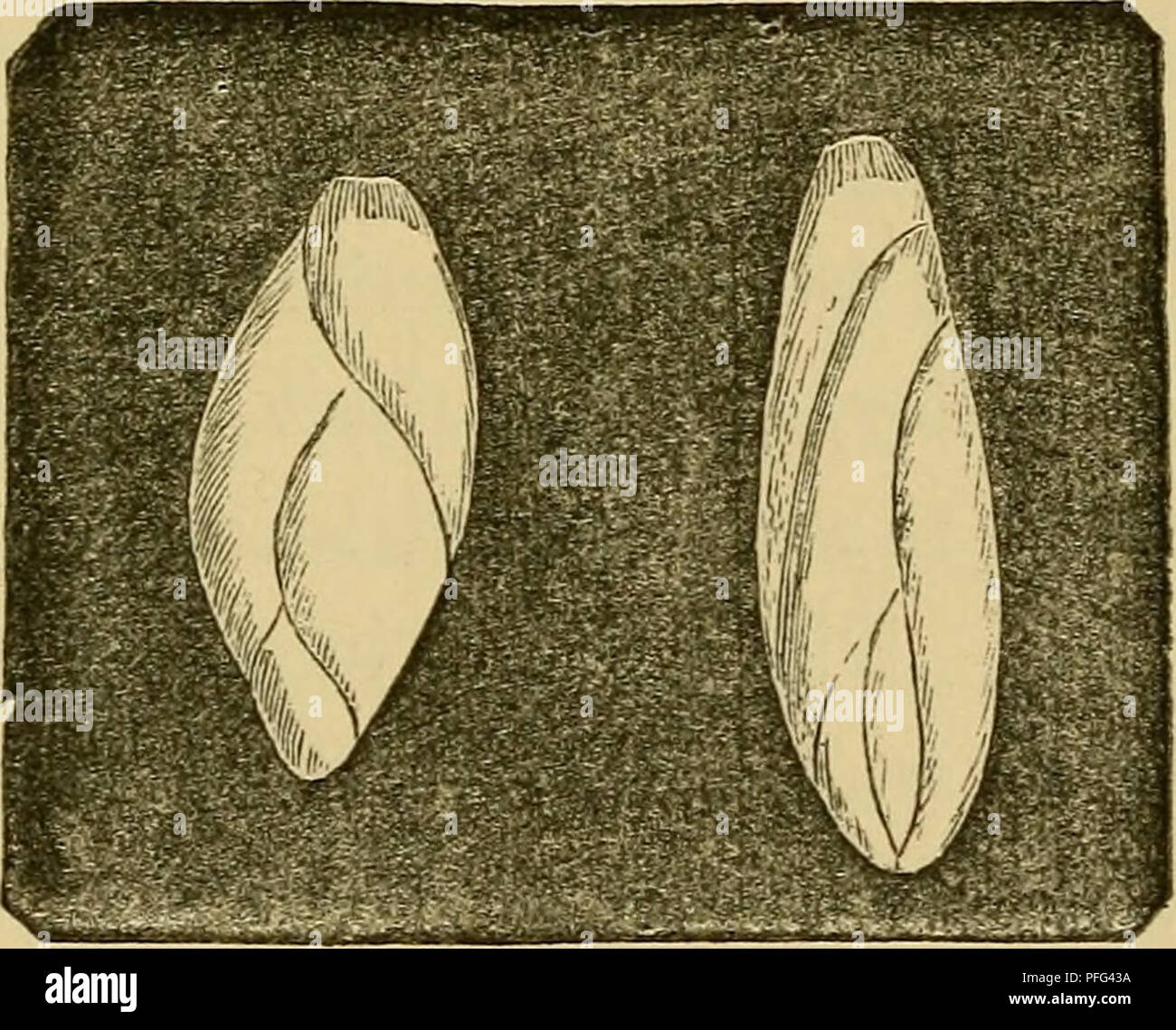 This work discusses the oldest known fossil remains, including Eozoon ...
