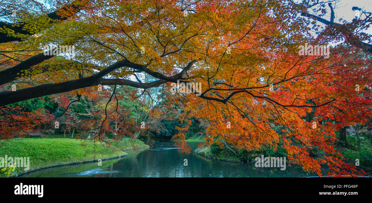 Maple trees with colorful leaves at autumn garden in Tokyo, Japan Stock ...