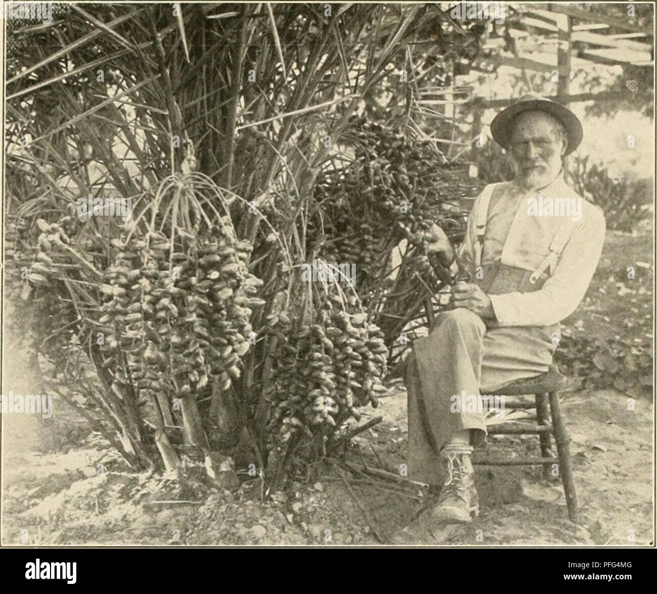 Date palm pollen hi-res stock photography and images - Alamy