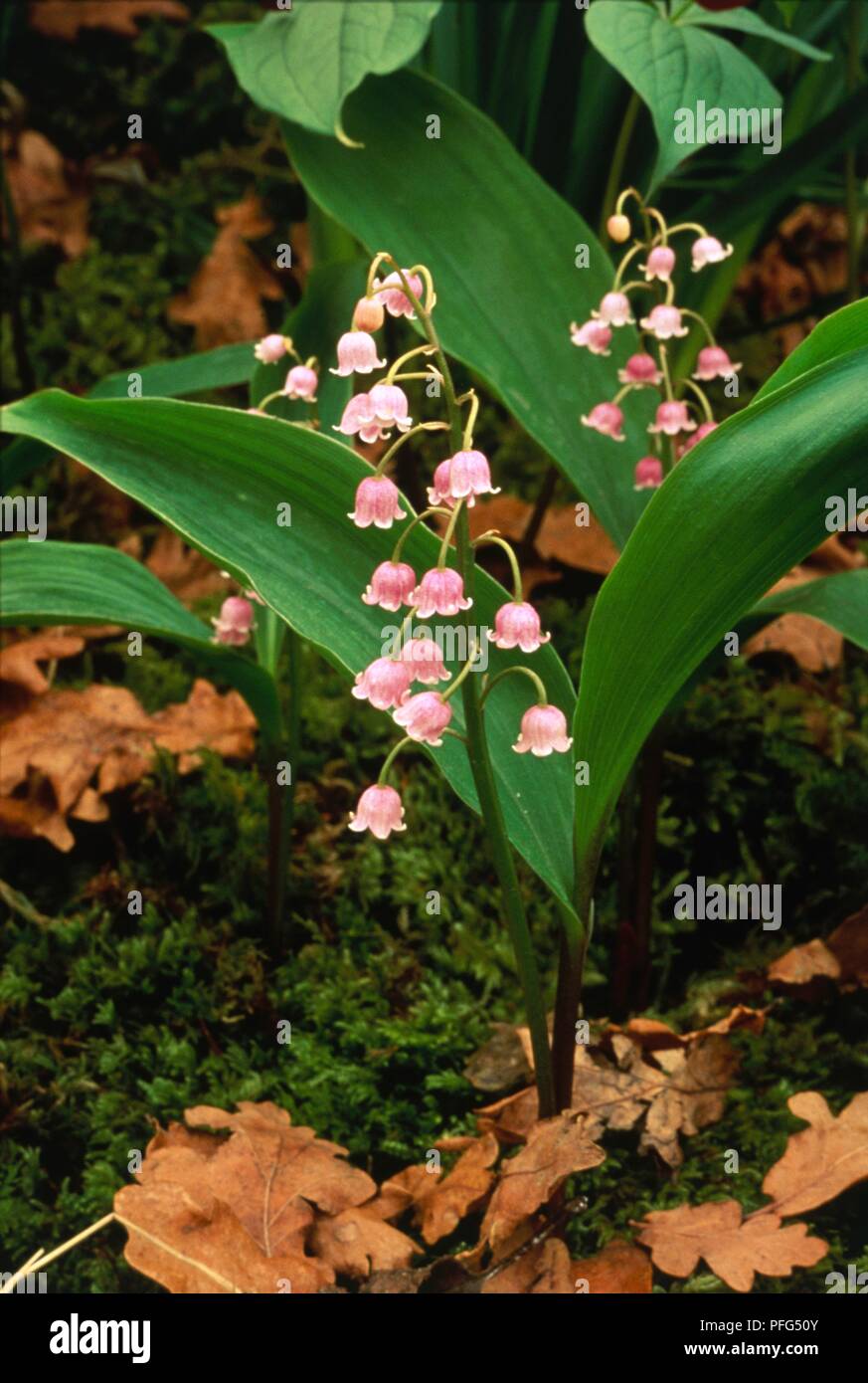 Convallaria majalis var rosea (Lily of the valley), pendent pink ...