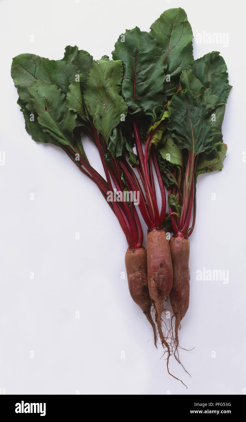 Beta Vulgaris Rubra Beet Root Vegetable Red High Resolution Stock ...