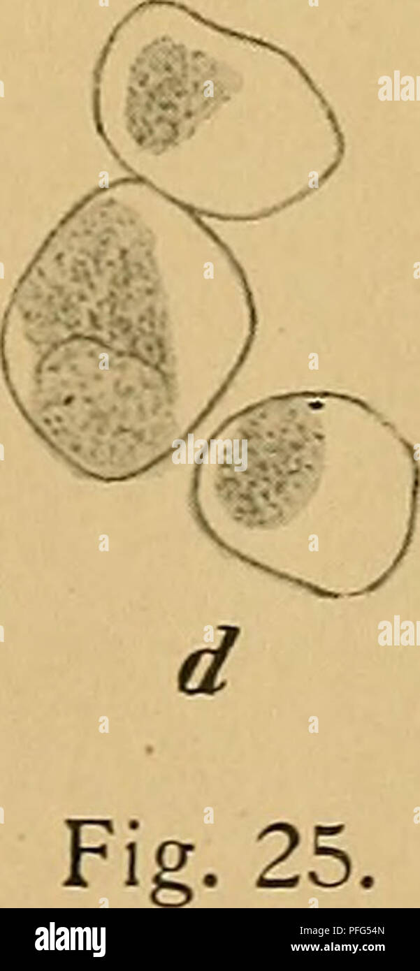 This illustration from *Das Urogenitalsystem von Ampullaria gigas Spix ...