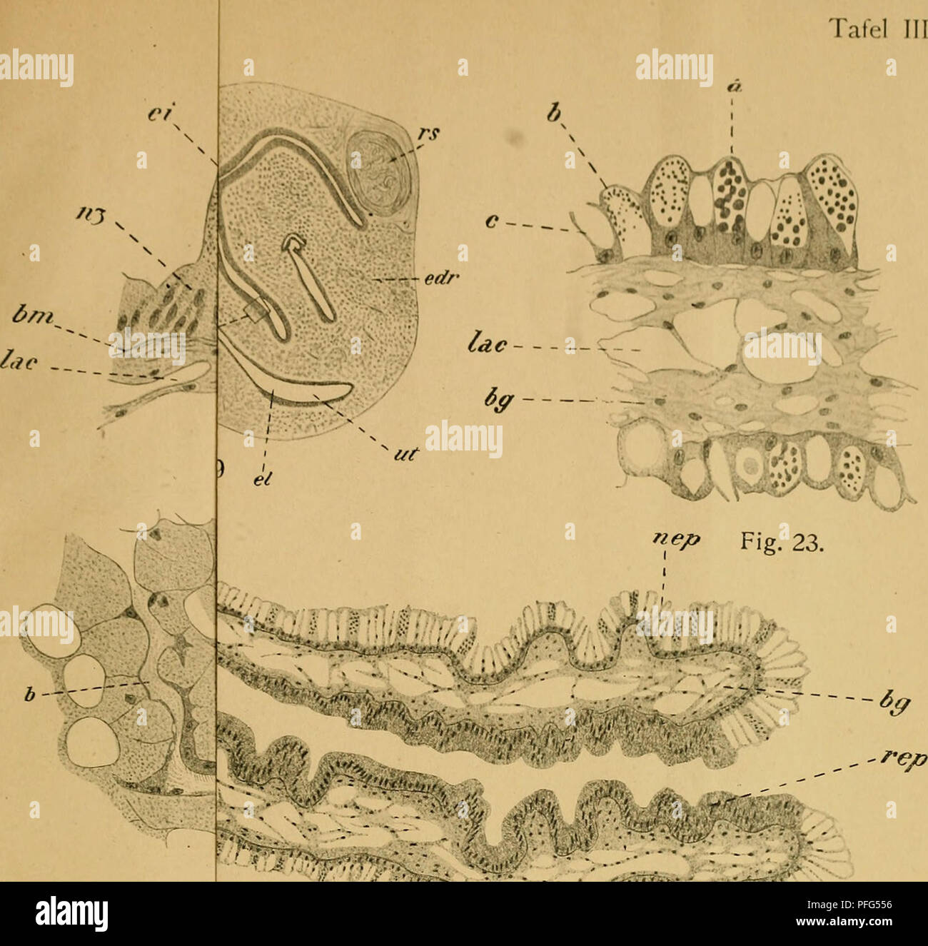 This study explores the urogenital system of the gastropod species ...