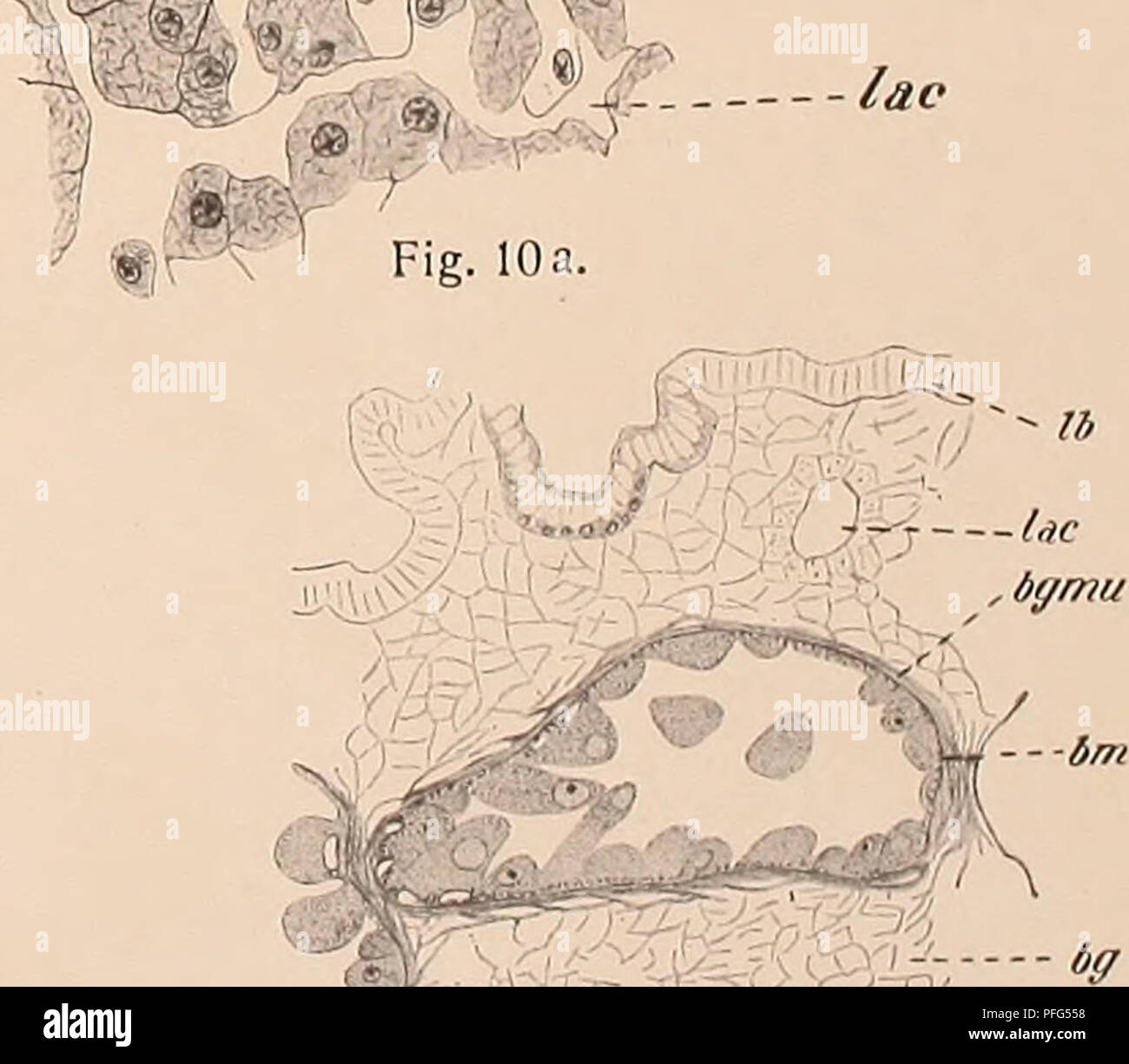This figure illustrates the urogenital system of *Ampullaria gigas*, a ...