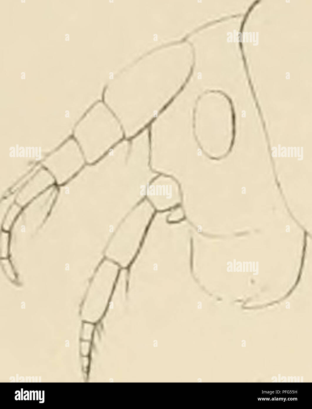 This scientific illustration provides detailed views of the skull base ...