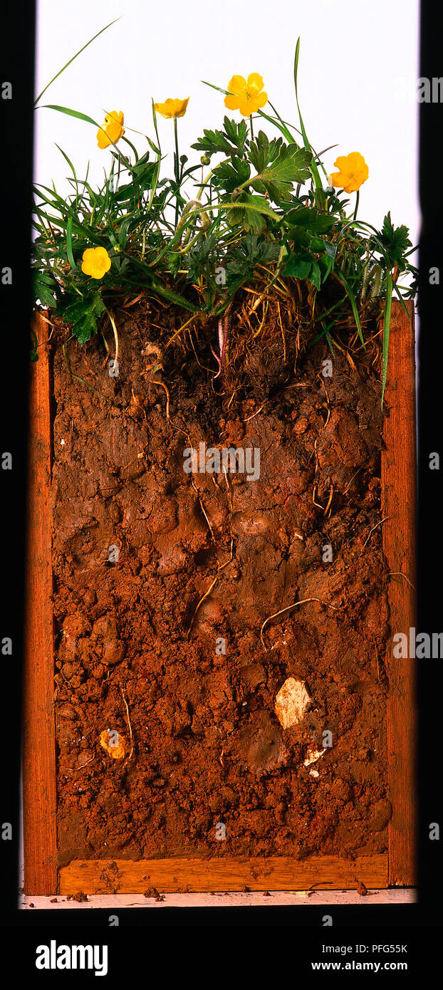Soil cross section flowers hi-res stock photography and images - Alamy