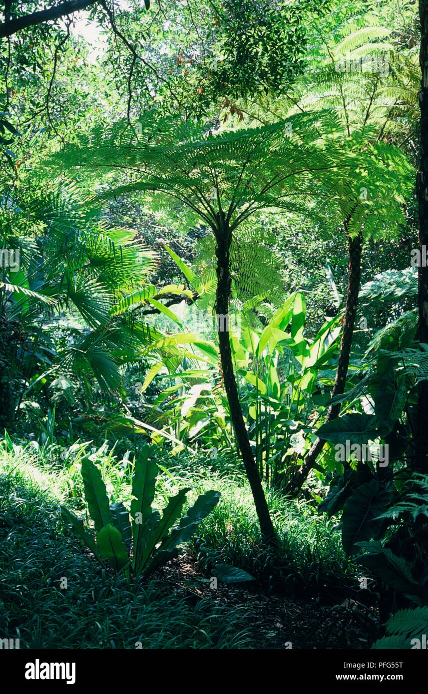Cyathea cooperi (Tree fern) in shaded area Stock Photo - Alamy