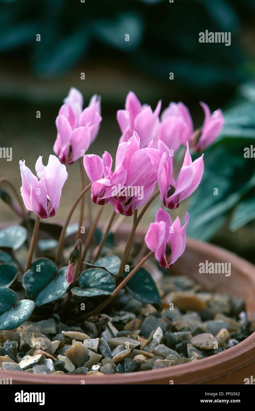 Cyclamen cilicium plant hi-res stock photography and images - Alamy