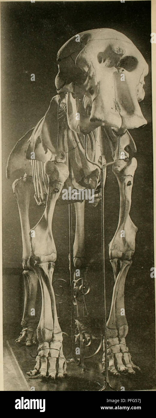 This work explores the animals housed at the Schönbrunn Menagerie in ...