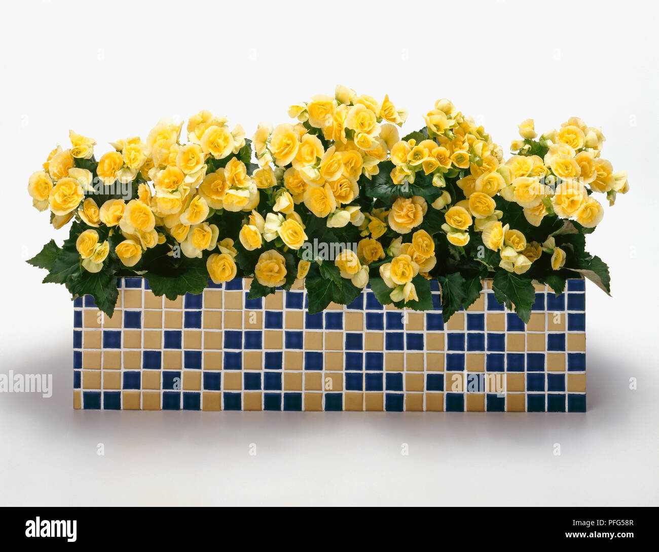 Elatior begonia hi-res stock photography and images - Alamy