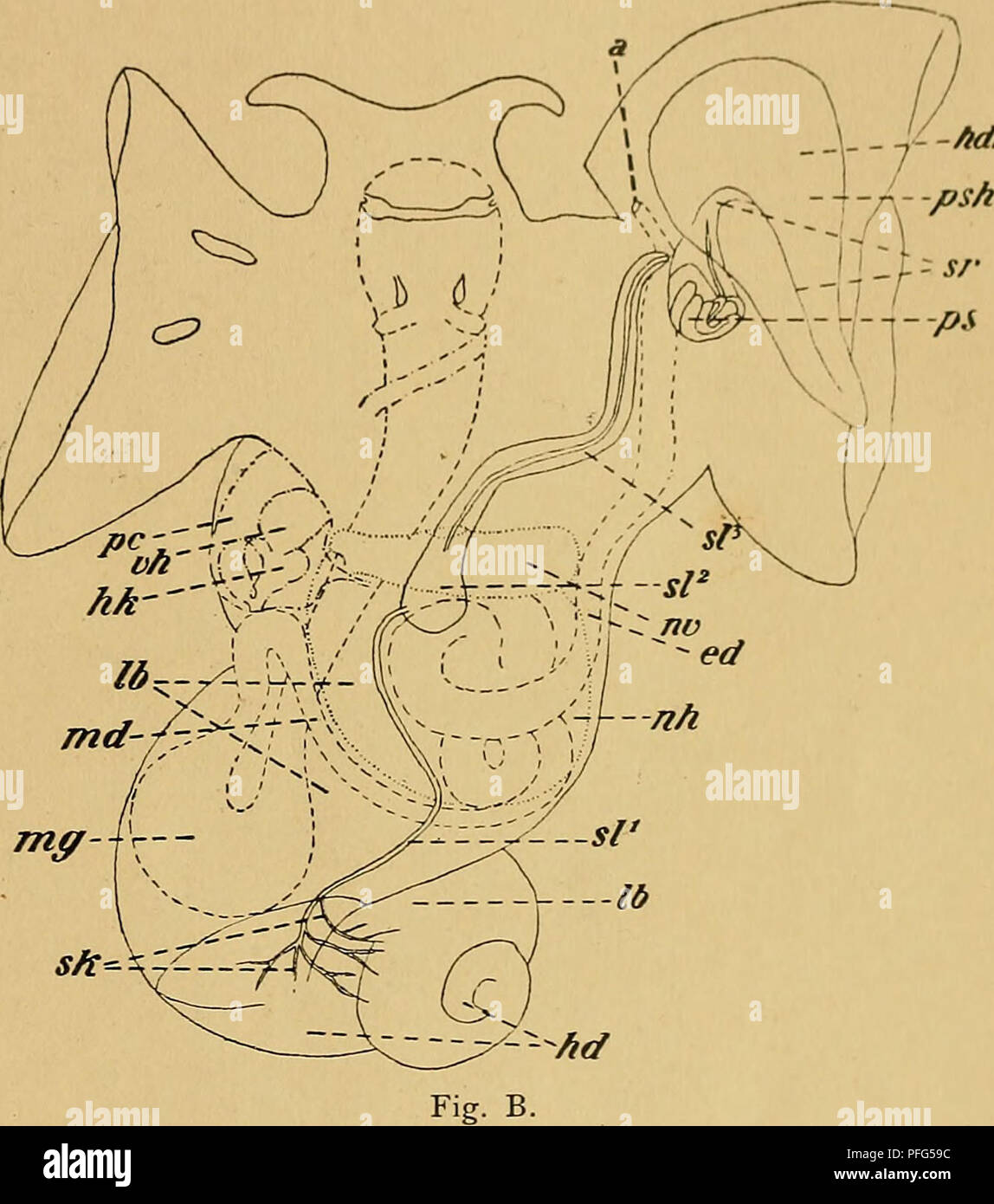 This work discusses the urogenital system of the large mollusk ...