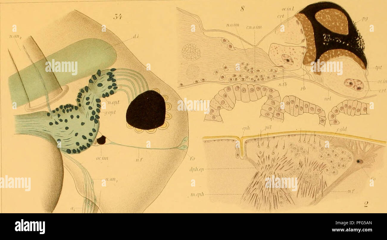 A scientific study examining the anatomy and function of the unpaired ...